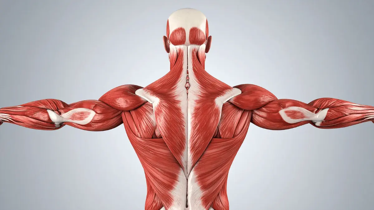 Os Principais Músculos do Ombro: Uma Perspectiva Ortopédica - Blog ...